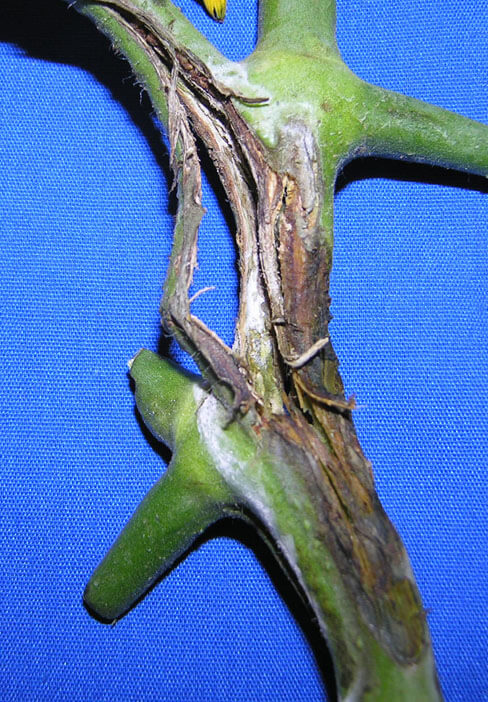 Tomato stem with bacterial canker