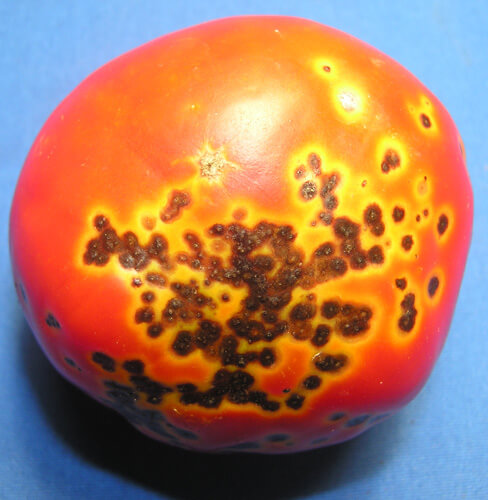 Tomato with bacterial spot