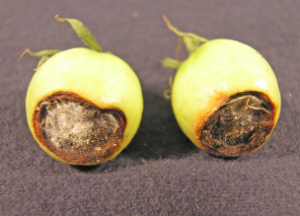 Tomato with blossom end rot