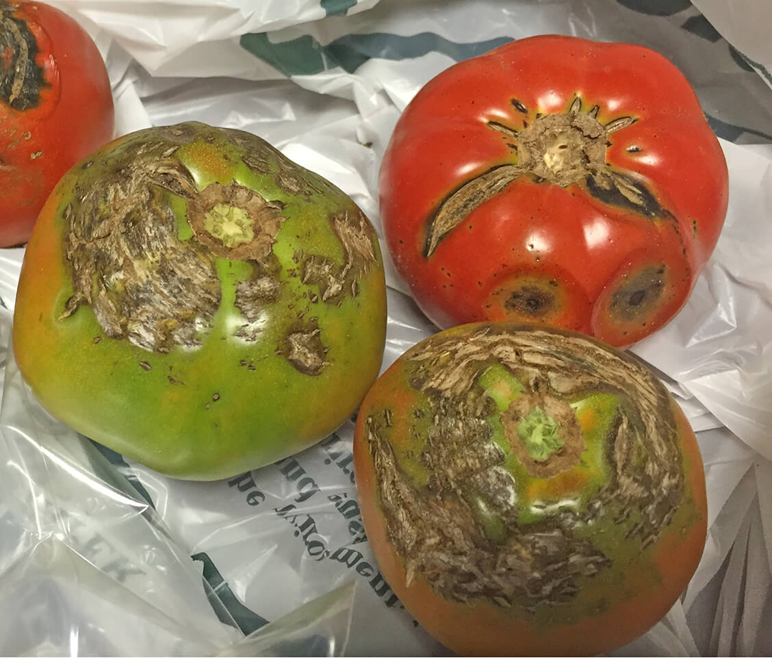 Tomato with fruit cracking