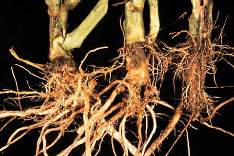 Tomato root with fusarium root rot