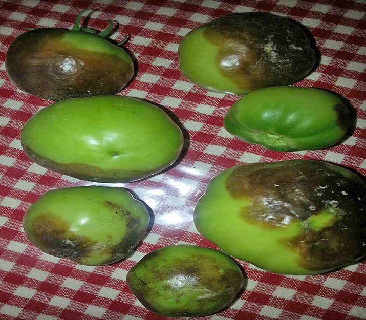 Tomato with late blight