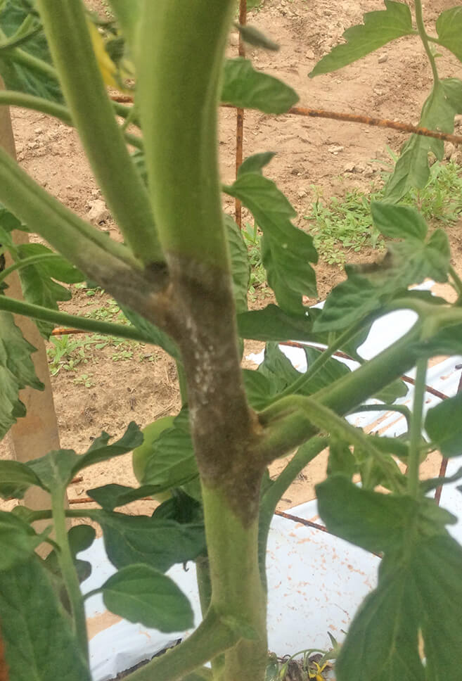Tomato stem with late blight
