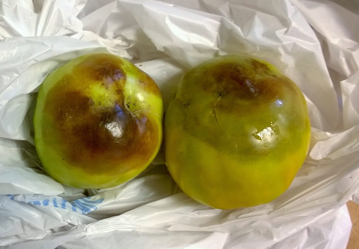 Tomato stem with phytophthora root rot