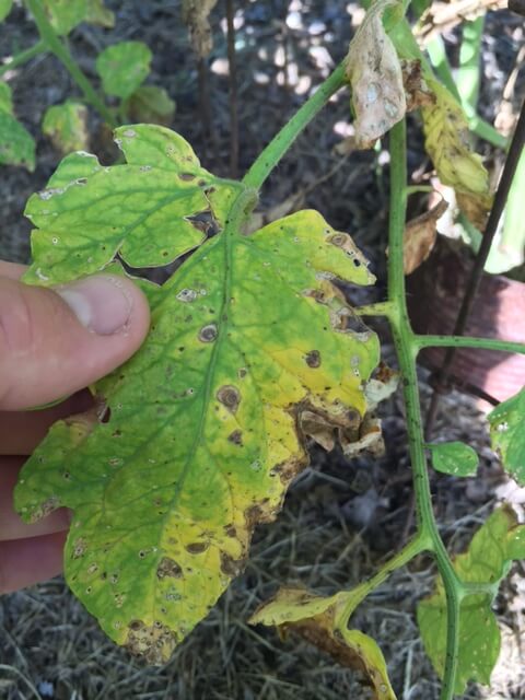 Tomato leaf with septoria leaf spot